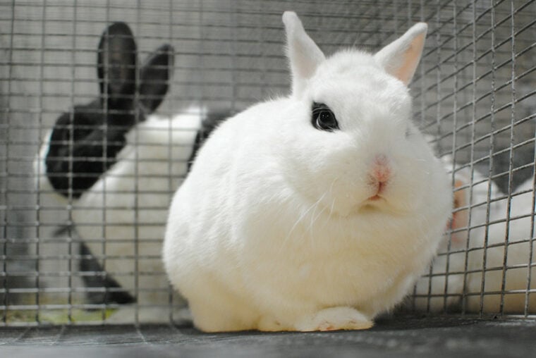 8 Fluffy Rabbit Breeds: Info, Pictures & Care Guide | Hepper Pet Resources