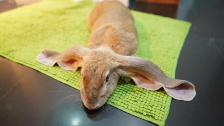 Why Is My Rabbit’s Pee Red? 10 Vet-Verified Reasons | Hepper Pet Resources