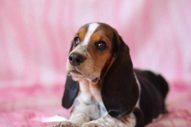 Miniature Basset Hound: Pictures, Temperament & Traits | Hepper Pet ...