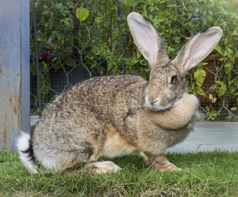 British Giant Rabbit: Info, Care, Diet, Pictures & More | Hepper Pet ...