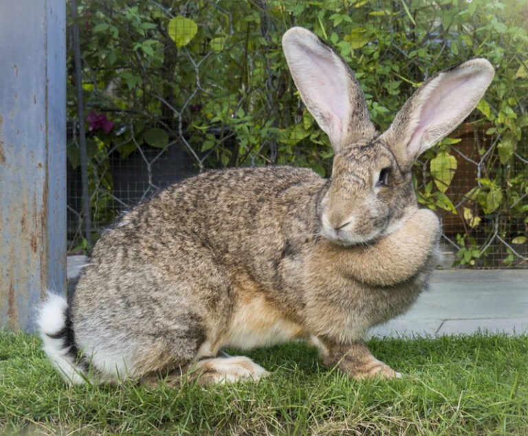 British Giant Rabbit: Info, Care, Diet, Pictures & More | Hepper Pet ...