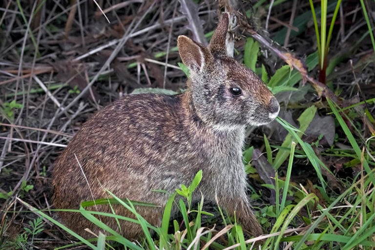 Can Rabbits Swim? Facts & Safety Tips | Hepper Pet Resources