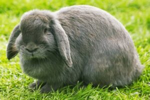 23 Black Rabbit Breeds (With Info & Pictures) | Hepper Pet Resources