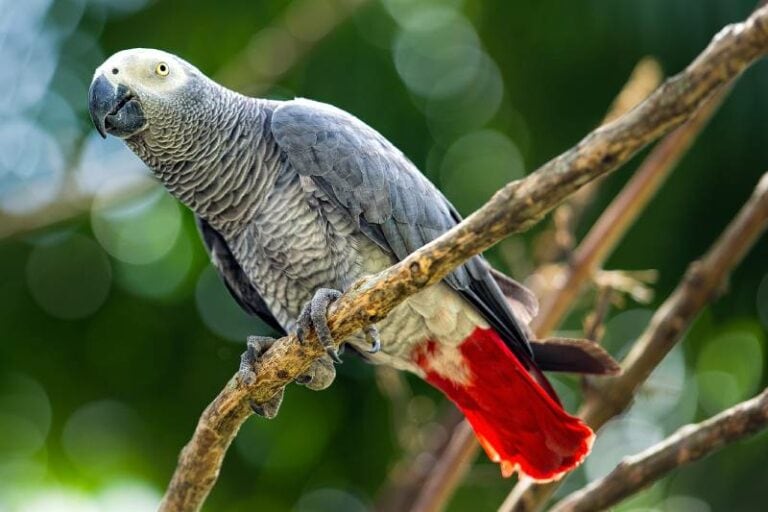 11 Most Expensive Birds Kept as Pets (2026 Price Updates) | Hepper Pet ...
