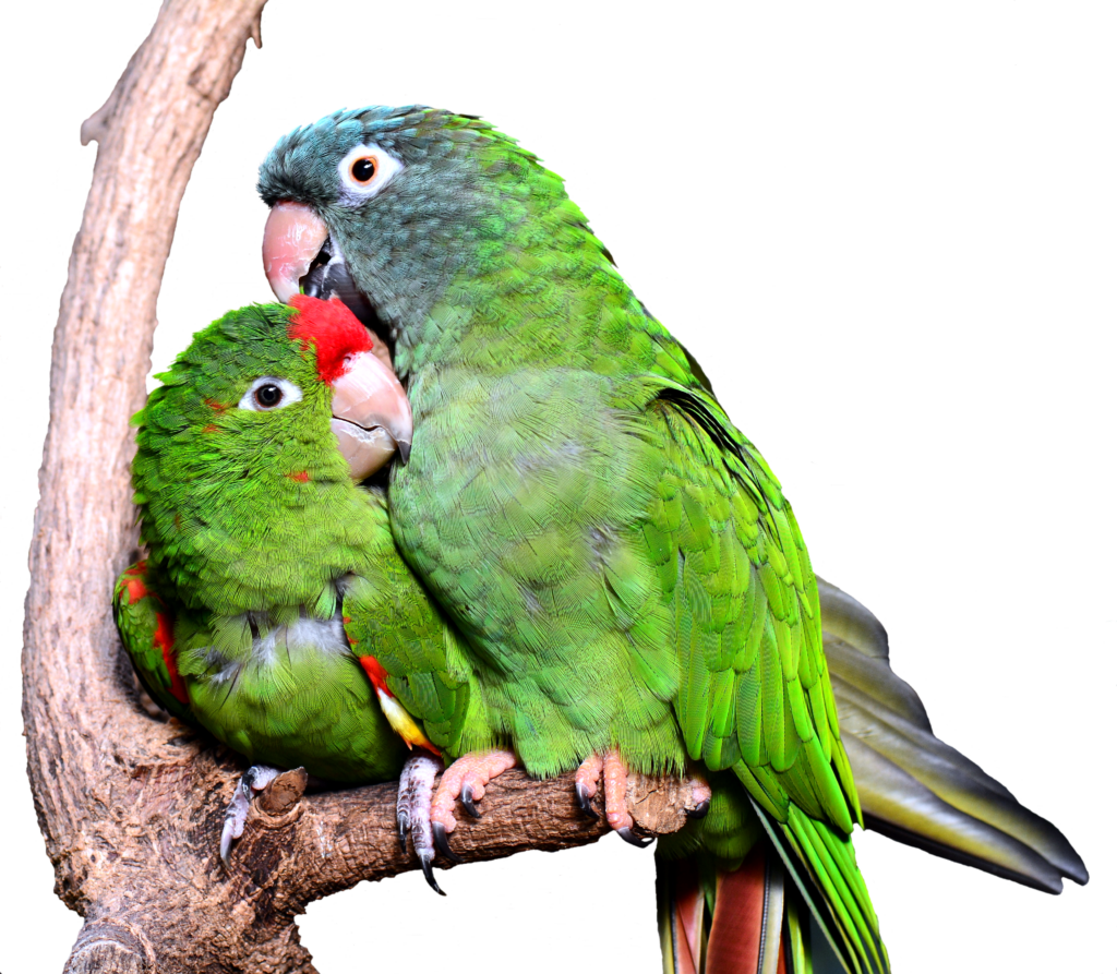 8 Awesome Green Pet Bird & Parrot Species (With Info & Pictures ...