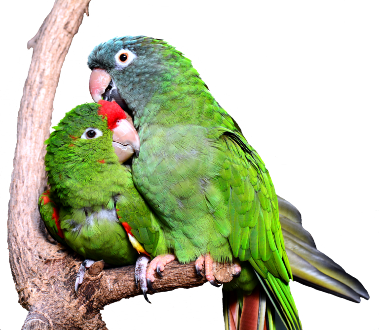 16 Types of Conure Parrots: Info, Pictures, Facts & History | Hepper ...