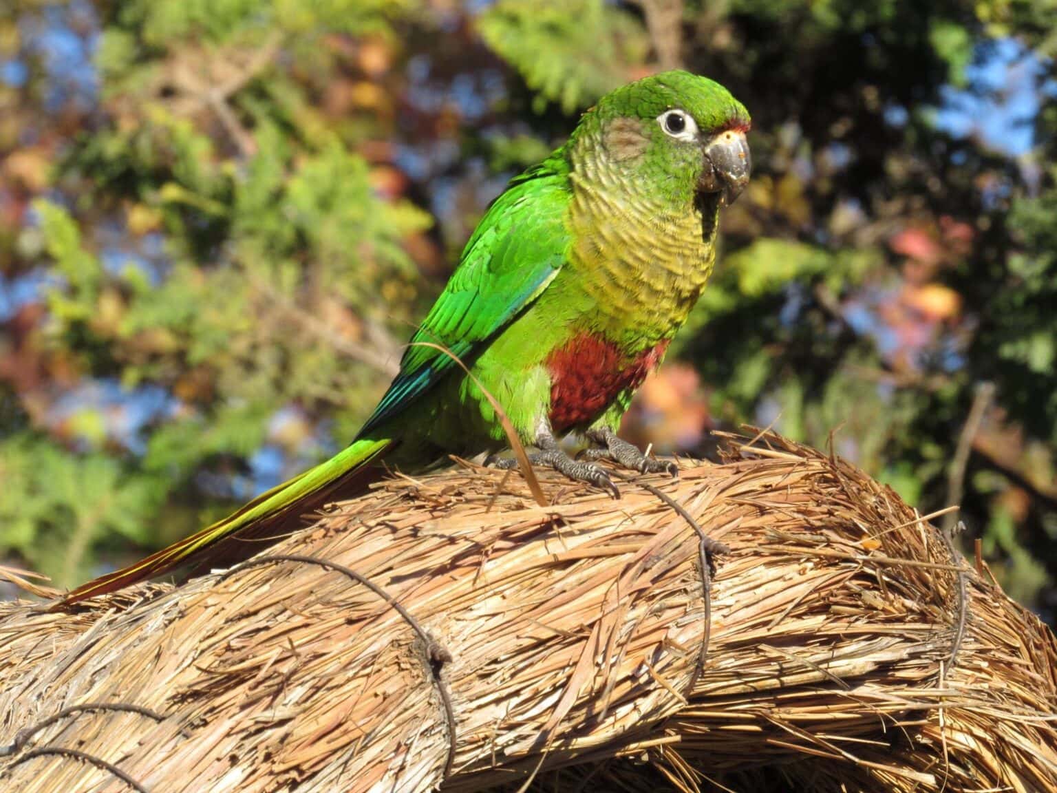 8 Awesome Green Pet Bird & Parrot Species (With Info & Pictures ...
