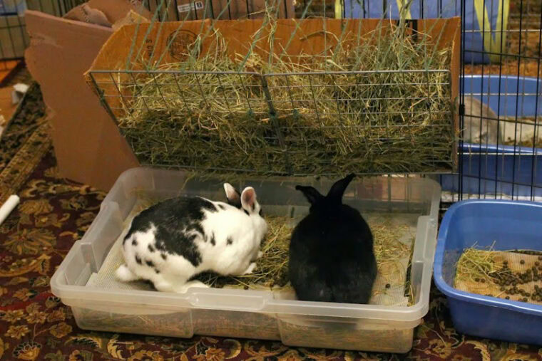 8 Amazing DIY Rabbit Litter Boxes You Can Make Today (With Pictures ...