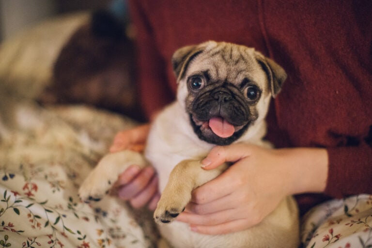 15 Friendliest Dog Breeds That Love People (With Info & Pictures ...