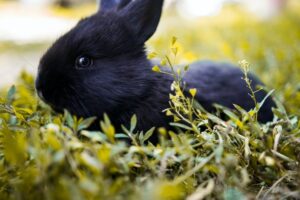 23 Black Rabbit Breeds (With Info & Pictures) | Hepper Pet Resources