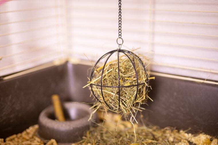 How to Litter Train a Rabbit: Our Vet’s 6 Tips & Tricks | Hepper Pet ...