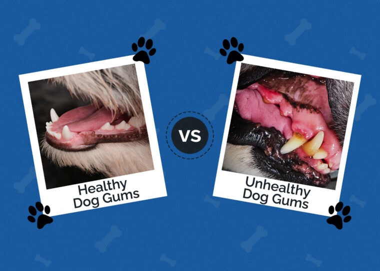 Healthy vs Unhealthy Dog Gums: Vet-Reviewed Signs & Pictures | Hepper ...