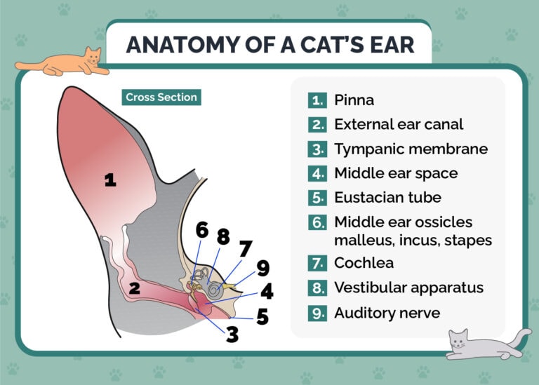 Ear Polyps in Cats: Causes, Signs & Treatments (Vet Answer) | Hepper ...
