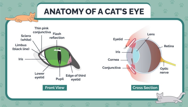 Cat Vision vs Human Vision: Comparisons & FAQ (With Infographic ...