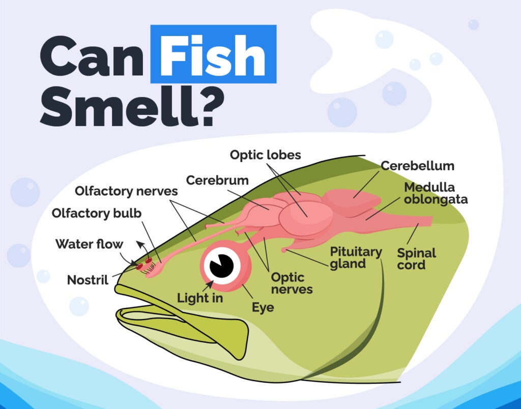 Can Fish Smell? Vet-Approved Facts & FAQ | Hepper Pet Resources