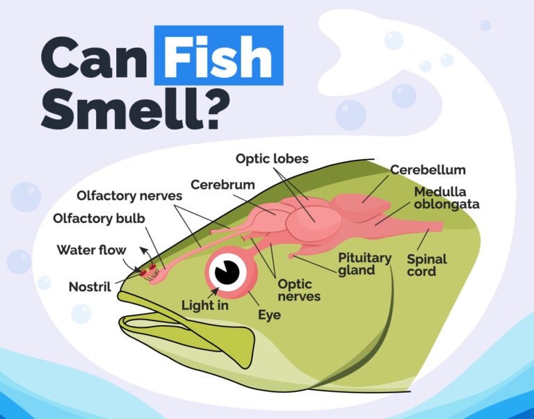 Can Fish Smell? Vet-Approved Facts & FAQ | Hepper Pet Resources