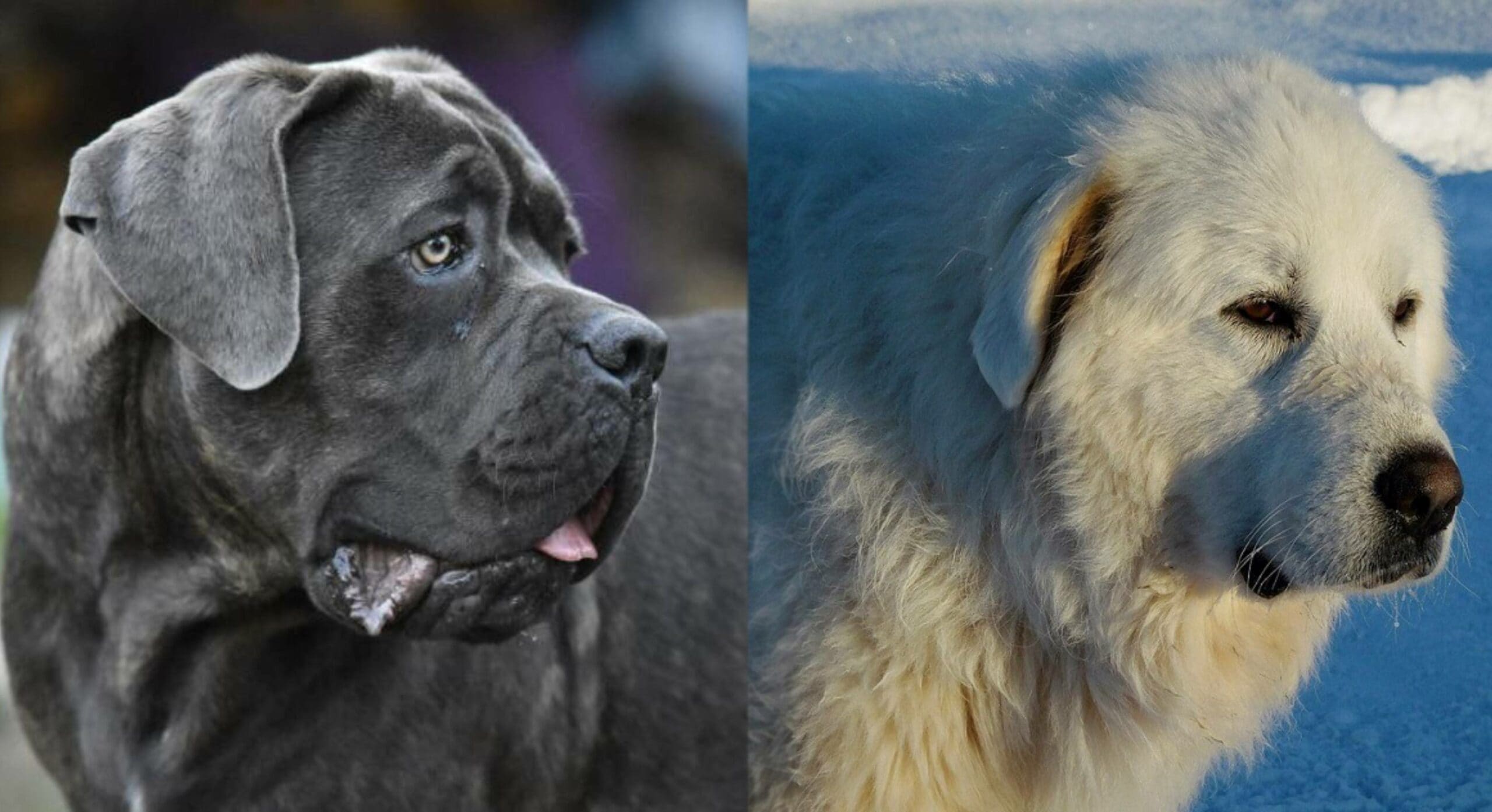 Cane Corso Great Pyrenees Mix: Info, Pictures, Traits & Facts | Hepper ...