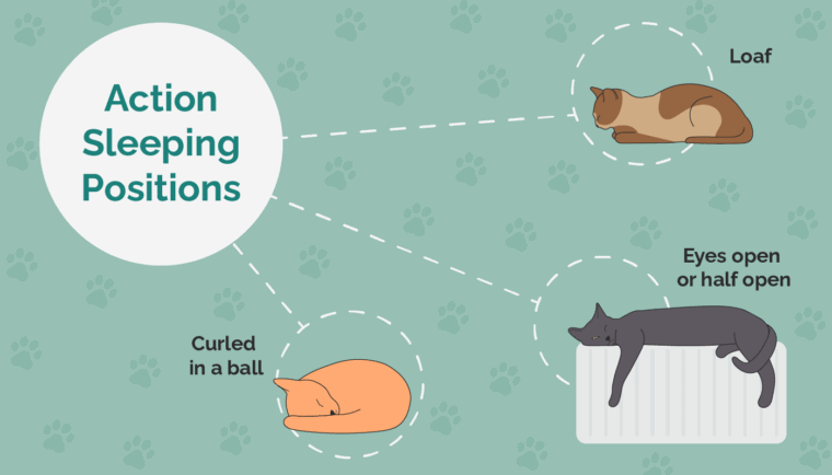 17 Typical Cat Sleeping Positions Explained (With Pictures ...