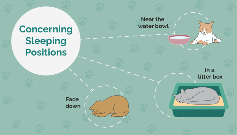 17 Typical Cat Sleeping Positions Explained (With Pictures ...