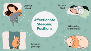 17 Typical Cat Sleeping Positions Explained (With Pictures ...