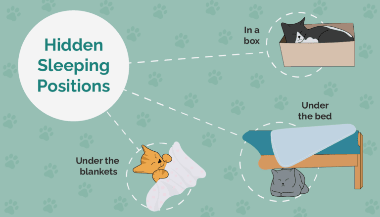 17 Typical Cat Sleeping Positions Explained (With Pictures ...