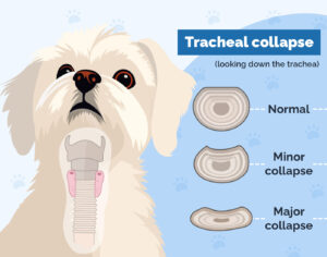 Tracheal Collapse In Dogs Causes Signs Treatment Vet Answer