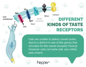Do Cats Have Taste Buds? Vet-Approved Smell & Taste Explanation ...