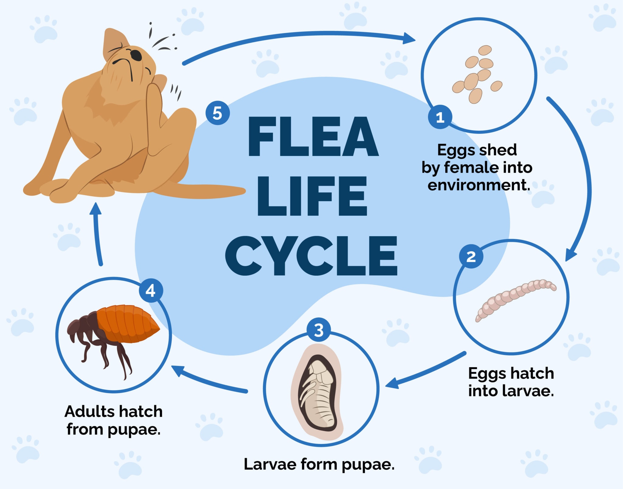 Does Garlic Kill Fleas? Vet Approved Tips On Safety & Effectiveness ...