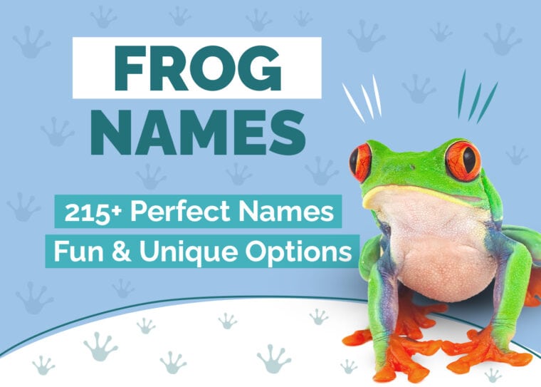 215 Perfect Pet Frog Names: Fun & Unique Options | Hepper Pet Resources
