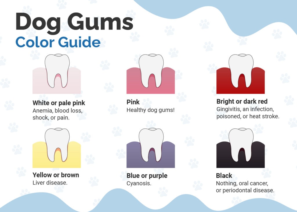 Healthy vs Unhealthy Dog Gums: Vet-Reviewed Signs & Pictures | Hepper ...