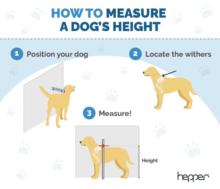 How to Measure a Dog’s Height: A Simple Step-by-Step Guide | Hepper Pet ...