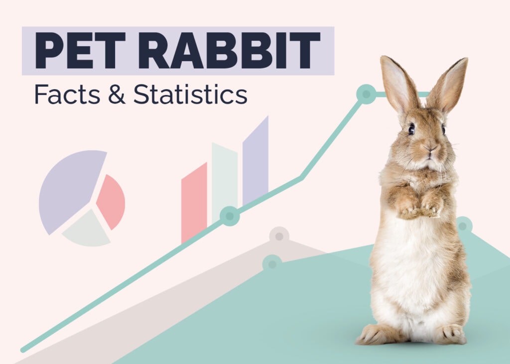 16 Fascinating Pet Rabbit Statistics (2025 Update) | Hepper Pet Resources