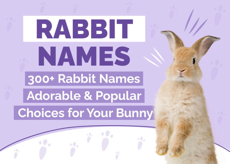 300 Rabbit Names: Adorable & Popular Choices for Your Bunny | Hepper ...