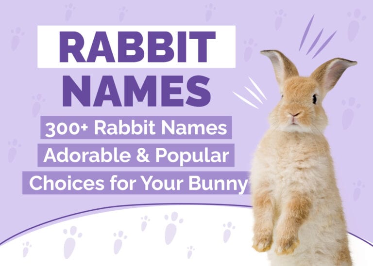 300 Rabbit Names: Adorable & Popular Choices for Your Bunny | Hepper ...