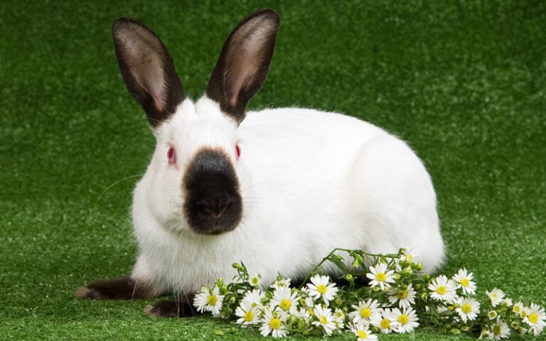Himalayan Rabbit: Info, Care, Diet, Pictures & More | Hepper Pet Resources