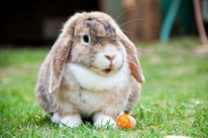24 Small Rabbit Breeds (With Info & Pictures) | Hepper Pet Resources