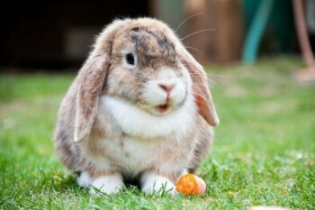 24 Small Rabbit Breeds (With Info & Pictures) | Hepper Pet Resources