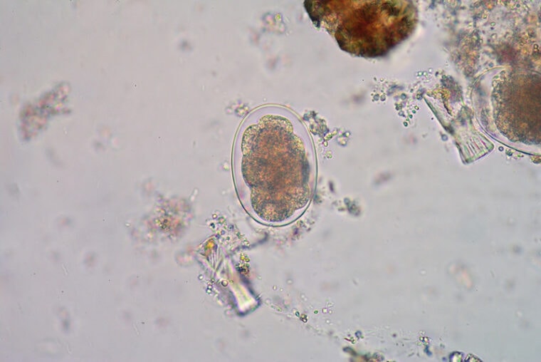 Hookworms in Dogs: Our Vet Explains Signs, Causes, & Treatment | Hepper ...