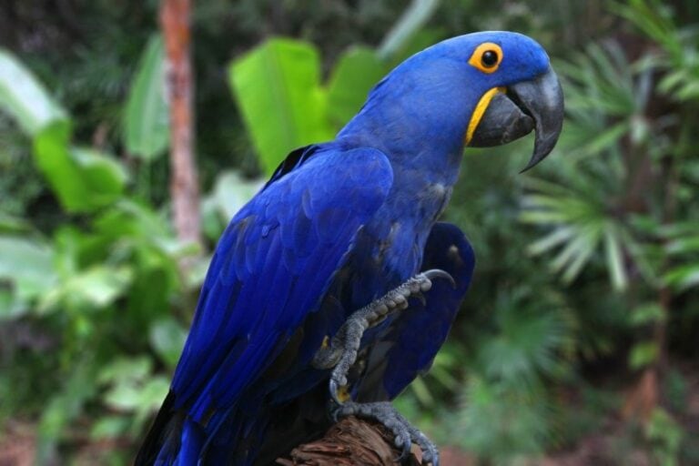 9 Largest Pet Parrot Breeds: Info, Pictures, Facts & History | Hepper ...
