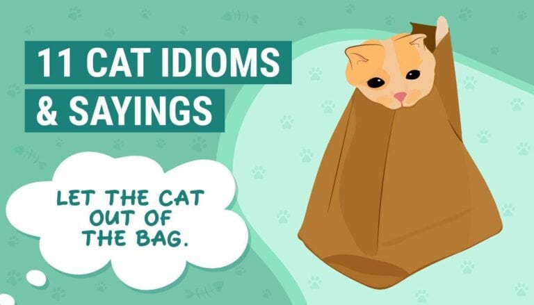 11 Cat Idioms & Sayings for Every Occasion (With Their Origins ...