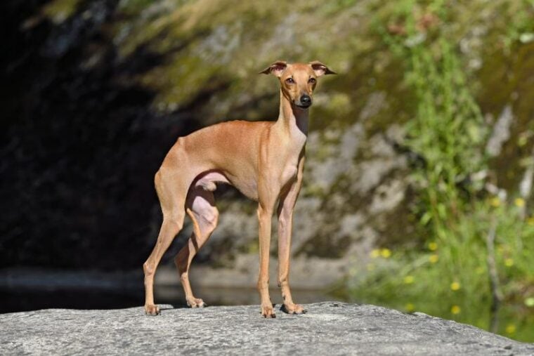 17 Long-Legged Dog Breeds (With Info & Pictures) | Hepper Pet Resources