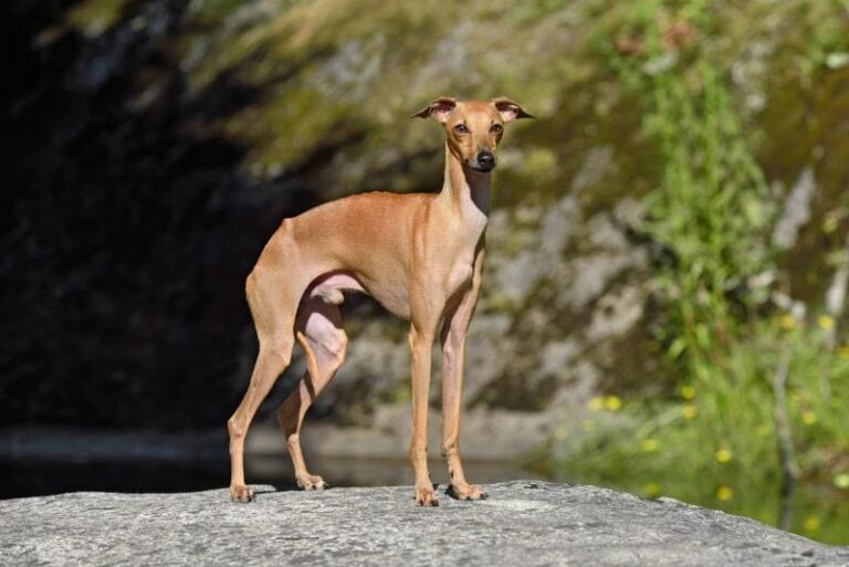 17 Long-Legged Dog Breeds (With Info & Pictures) | Hepper Pet Resources
