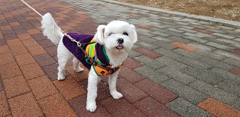 Is a Korean Maltese Different Than a Regular Maltese? Key Differences ...