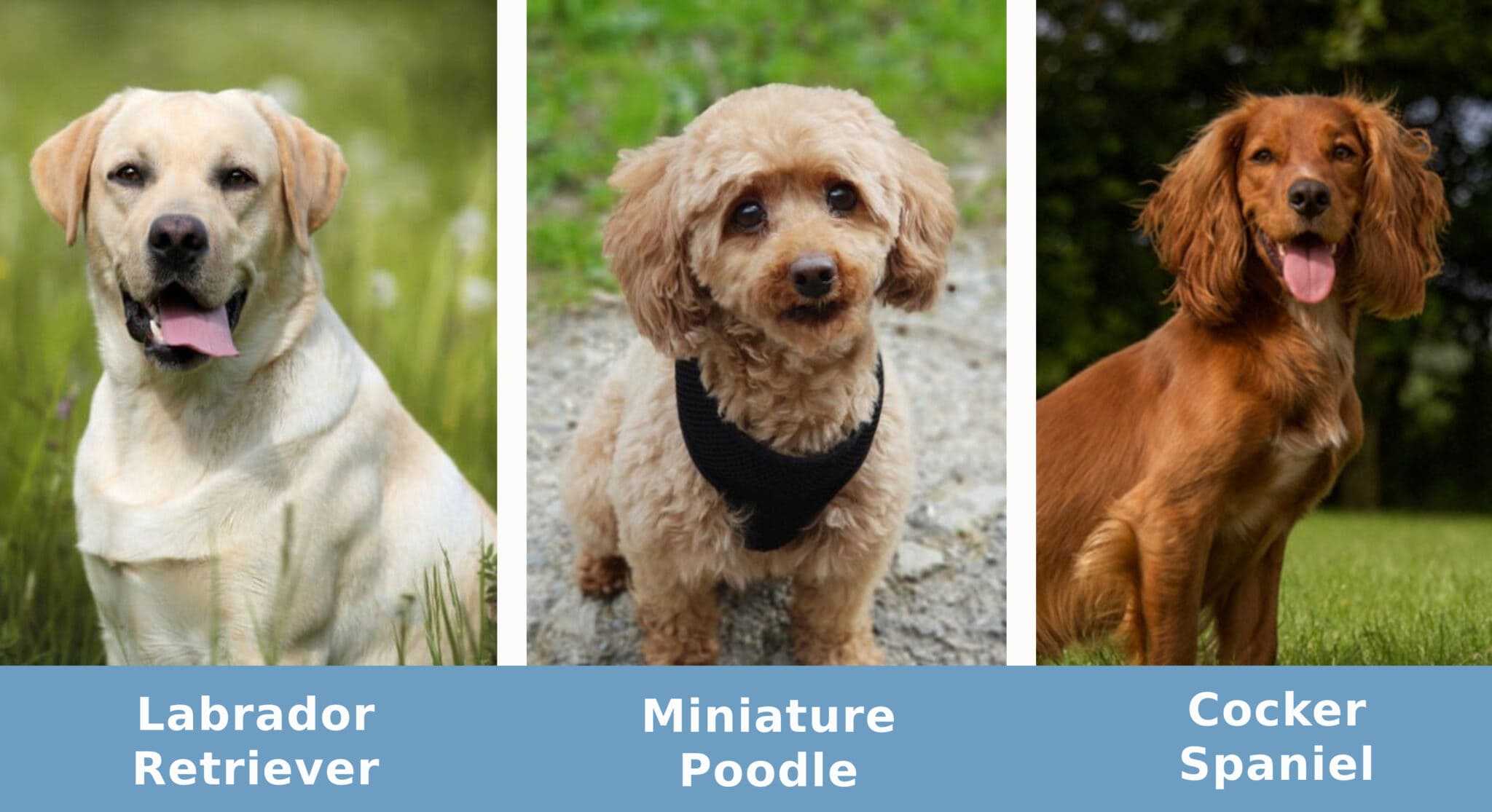 Mini Australian Labradoodle Info: Pictures, Temperament & Traits ...