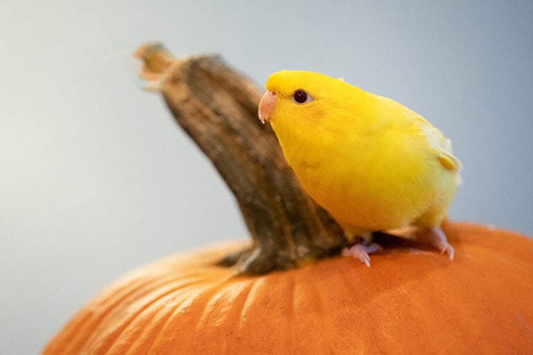 12 Cheapest Pet Birds: The Most Affordable Species (With Info ...