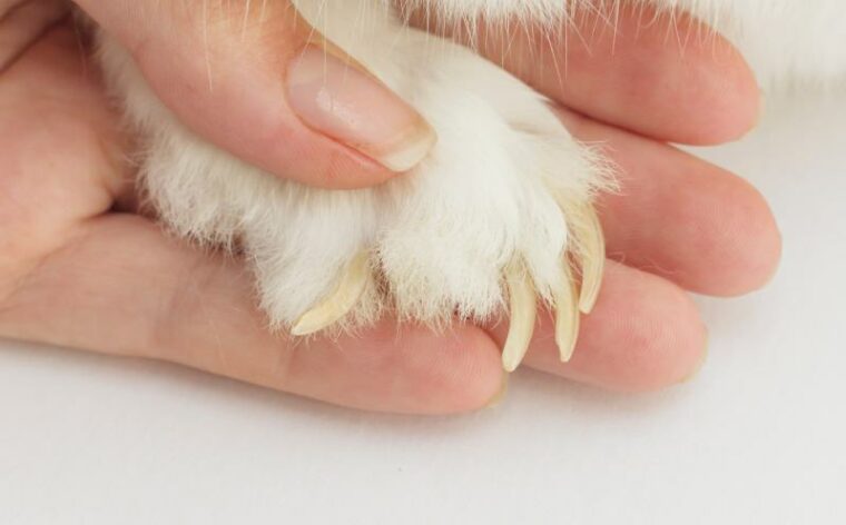 How to Clip Rabbit Nails: Vet-Approved Tips & Tricks | Hepper Pet Resources