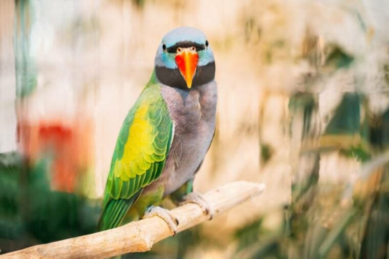 11 Most Expensive Birds Kept as Pets (2026 Price Updates) | Hepper Pet ...