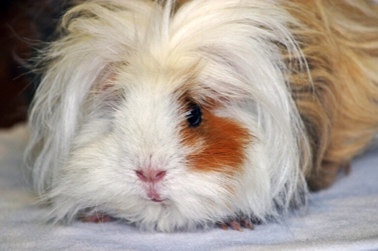 Alpaca Guinea Pig: Pictures, Lifespan, Behavior & Care Guide | Hepper ...
