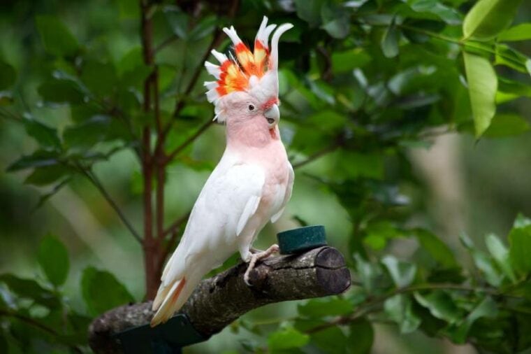 11 Most Expensive Birds Kept as Pets (2026 Price Updates) | Hepper Pet ...