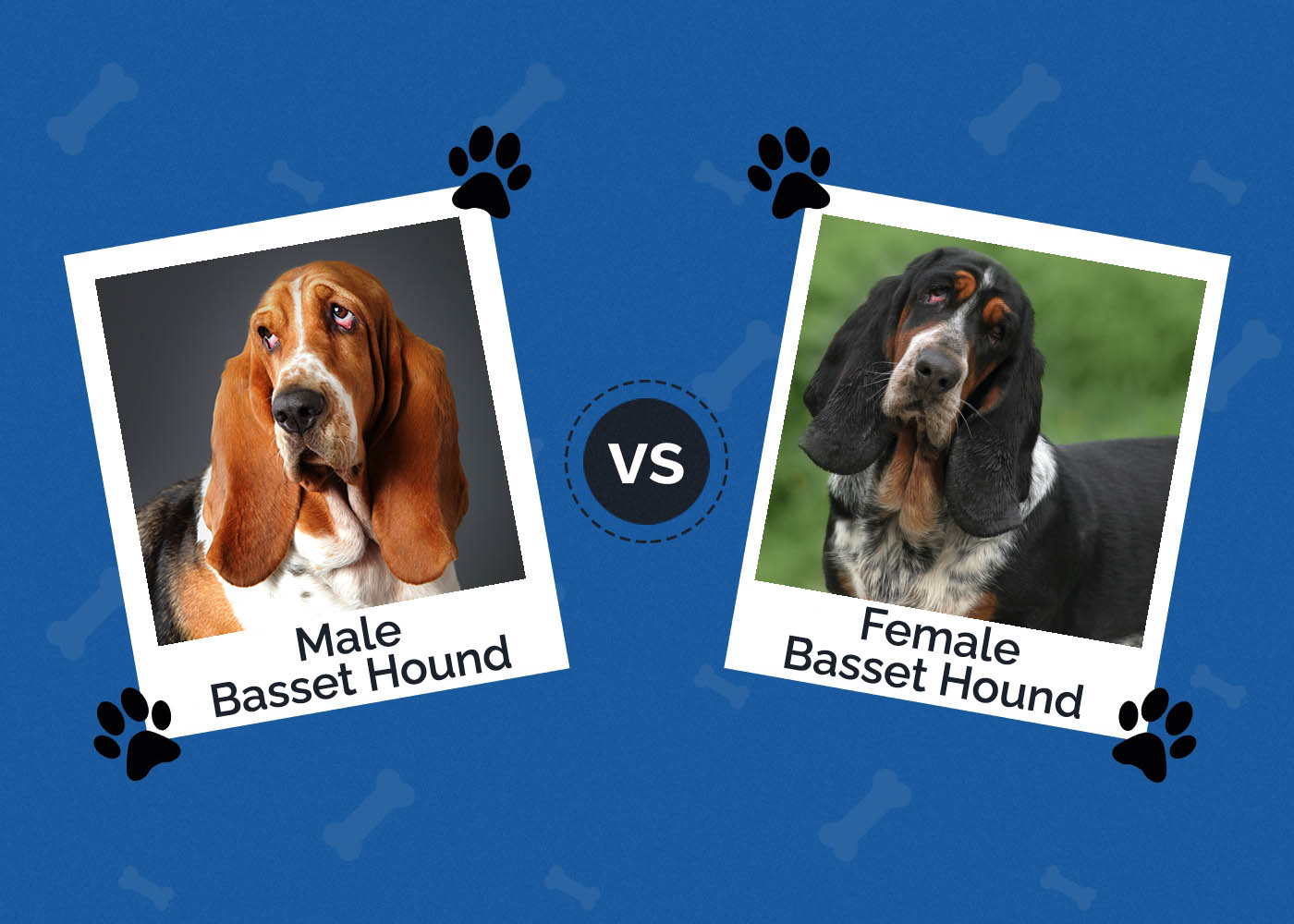 Male vs Female Basset Hound: Main Differences Explained | Hepper Pet ...